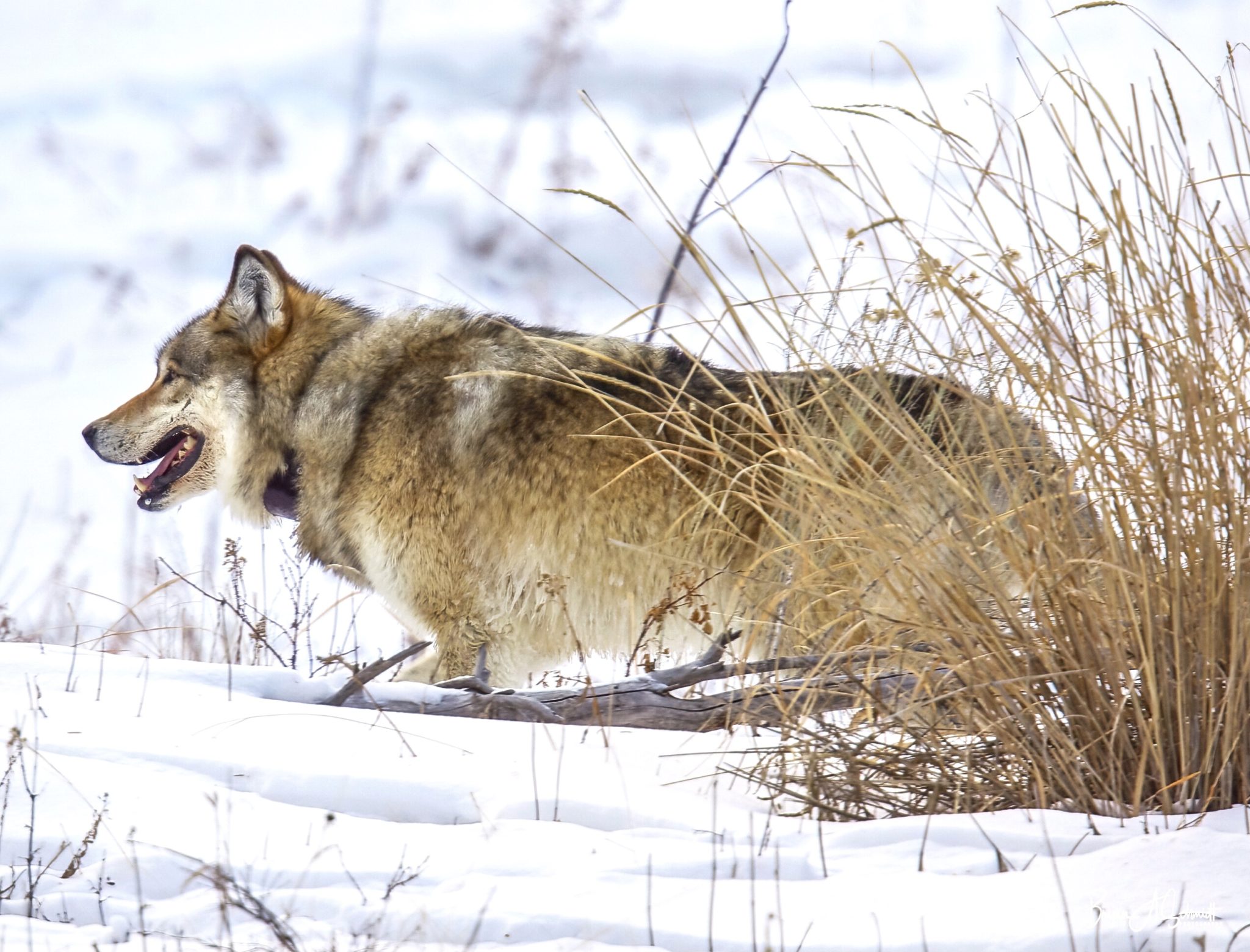 How Do We Save the Greater Yellowstone Ecosystem? – Flatirons Photography
